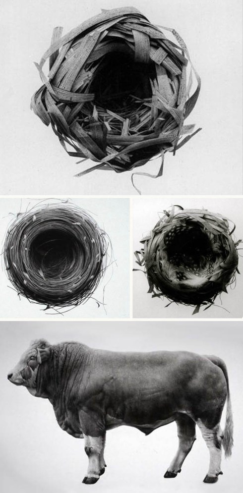 Jonathan Delafield Cook: Charcoal Drawings | CollabCubed