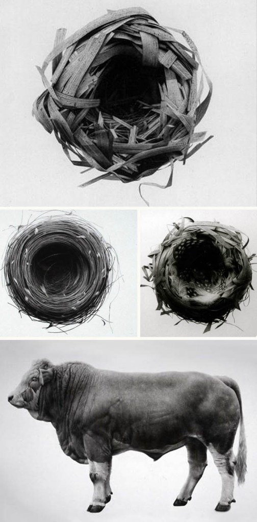 Jonathan Delafield Cook: Charcoal Drawings | CollabCubed